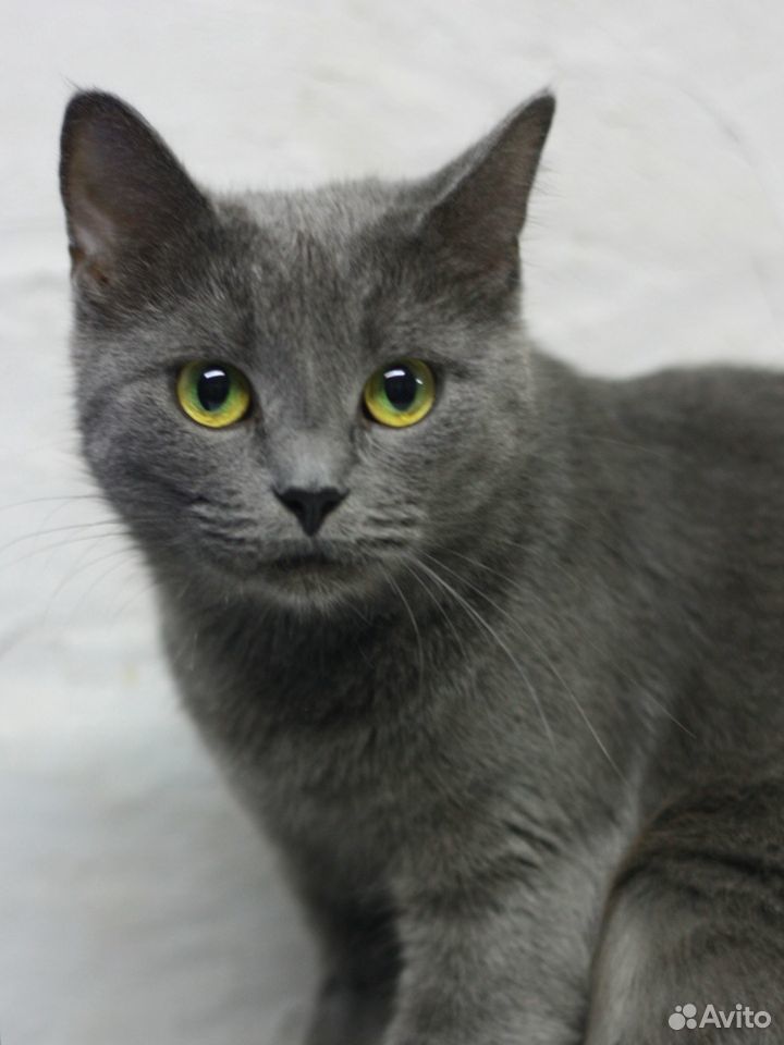 Красотка Хлоя приглашает на смотрины