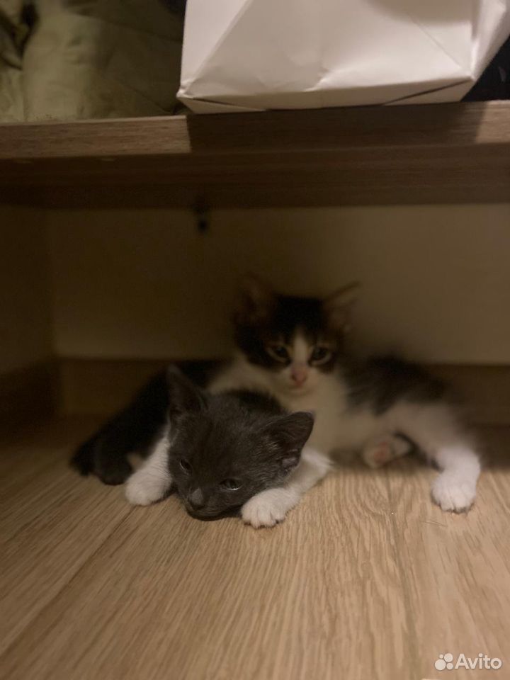 Котята