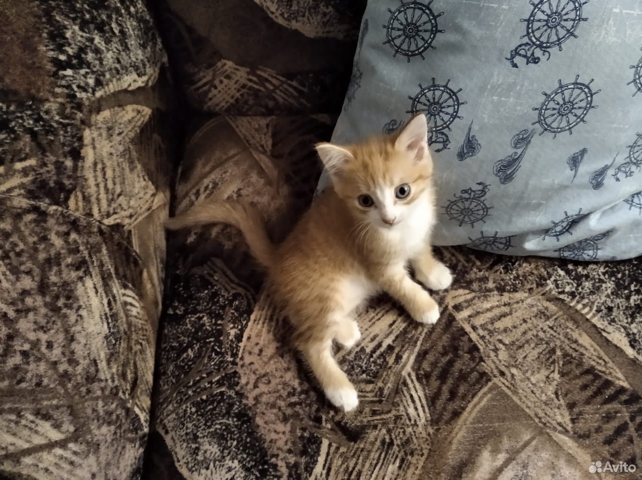 Отдам котенка