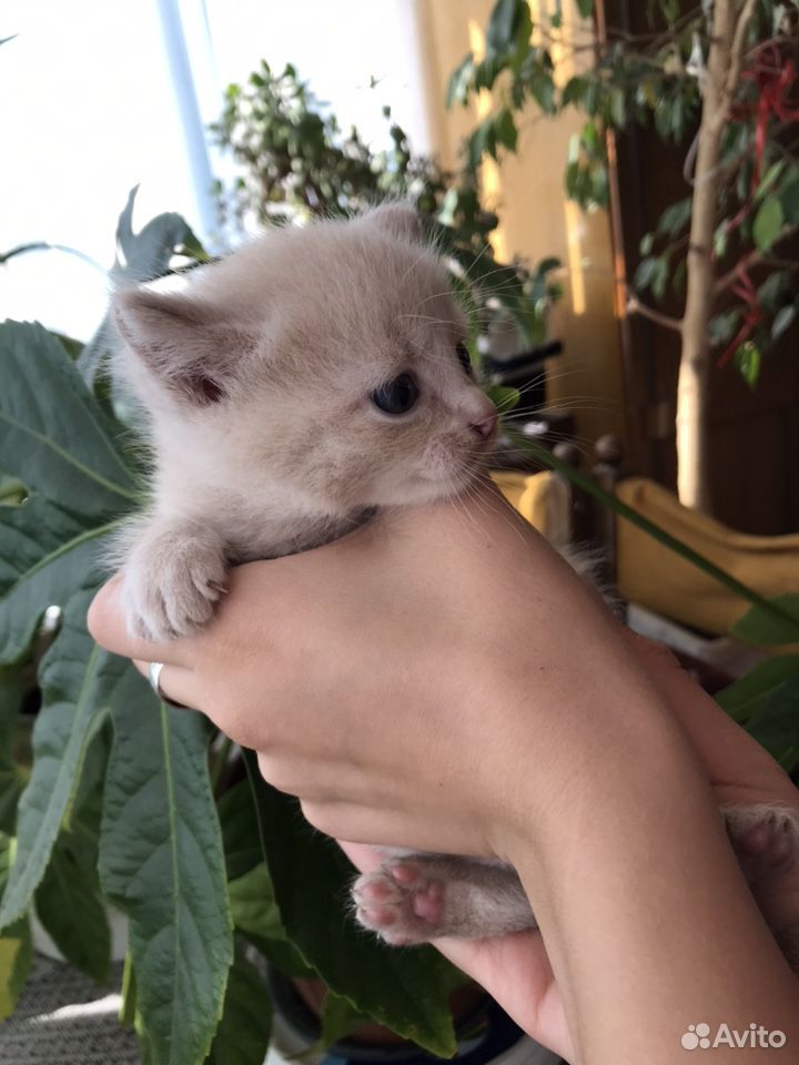Котик Милки