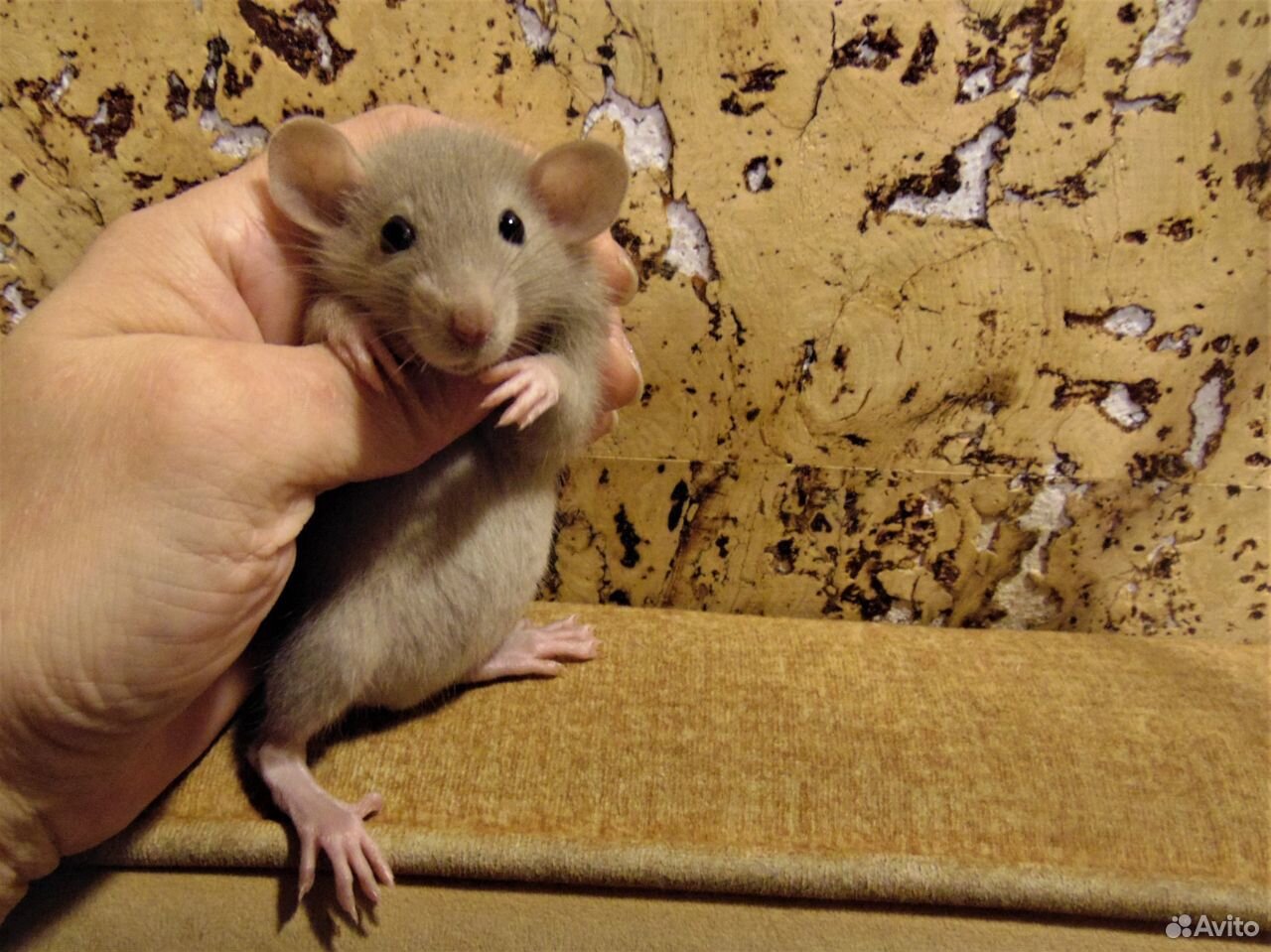 Крыски, крысята дамбо, стандарт - мальчики, клетки