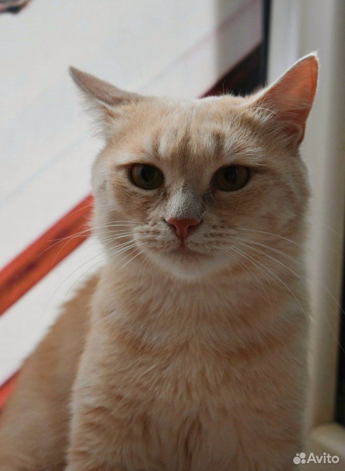 Шикарный,крупный кот Гарик