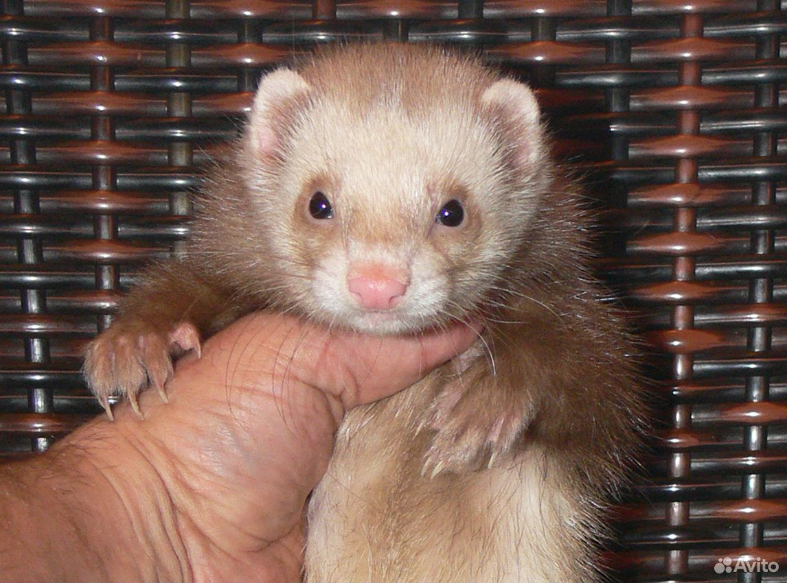 Девочка пастелька