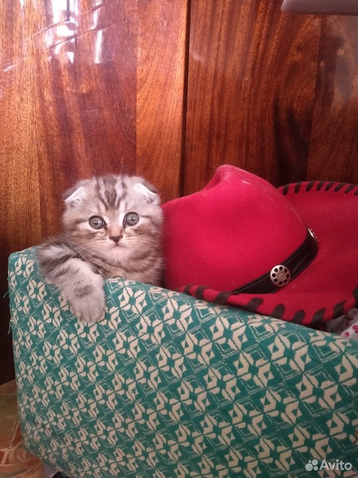 Котенок шотландская вислоухая