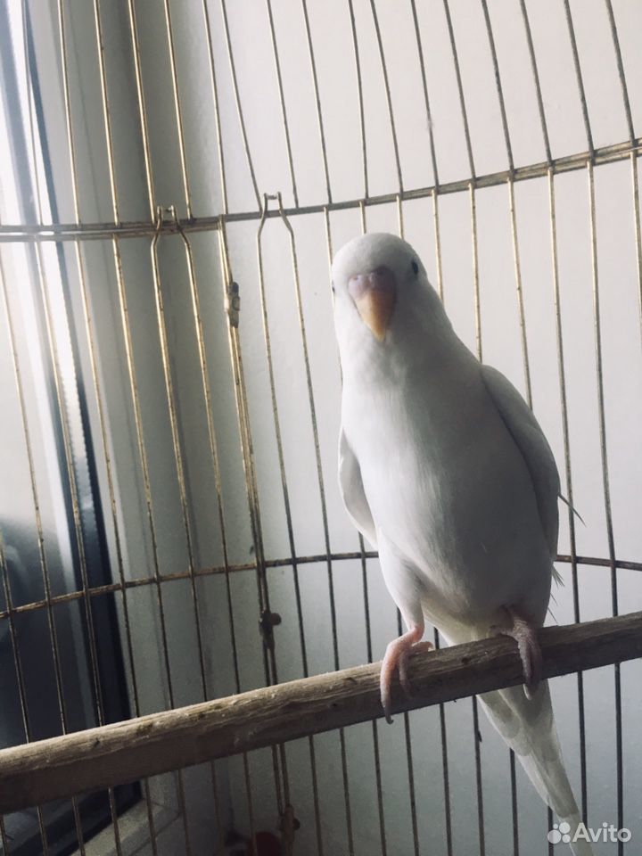 Продам волнистого попугая