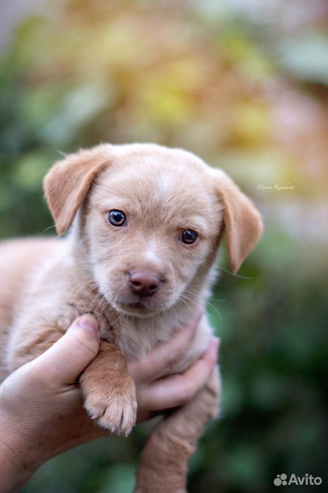 Собака в добрые руки