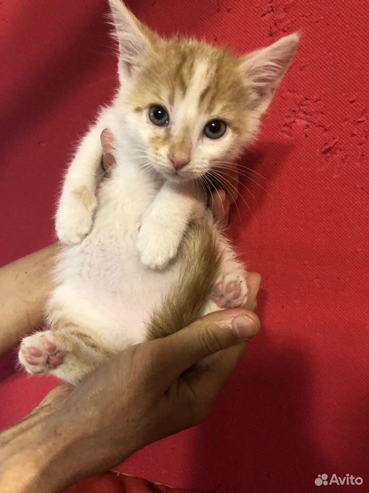 Рыжий котёнок мальчик