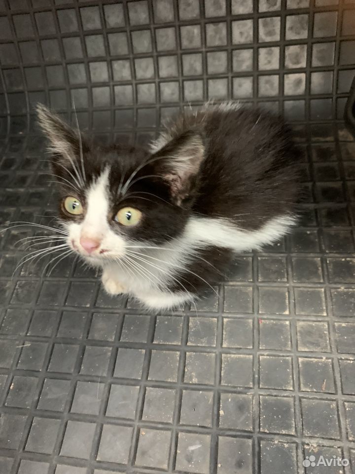 Котёнок