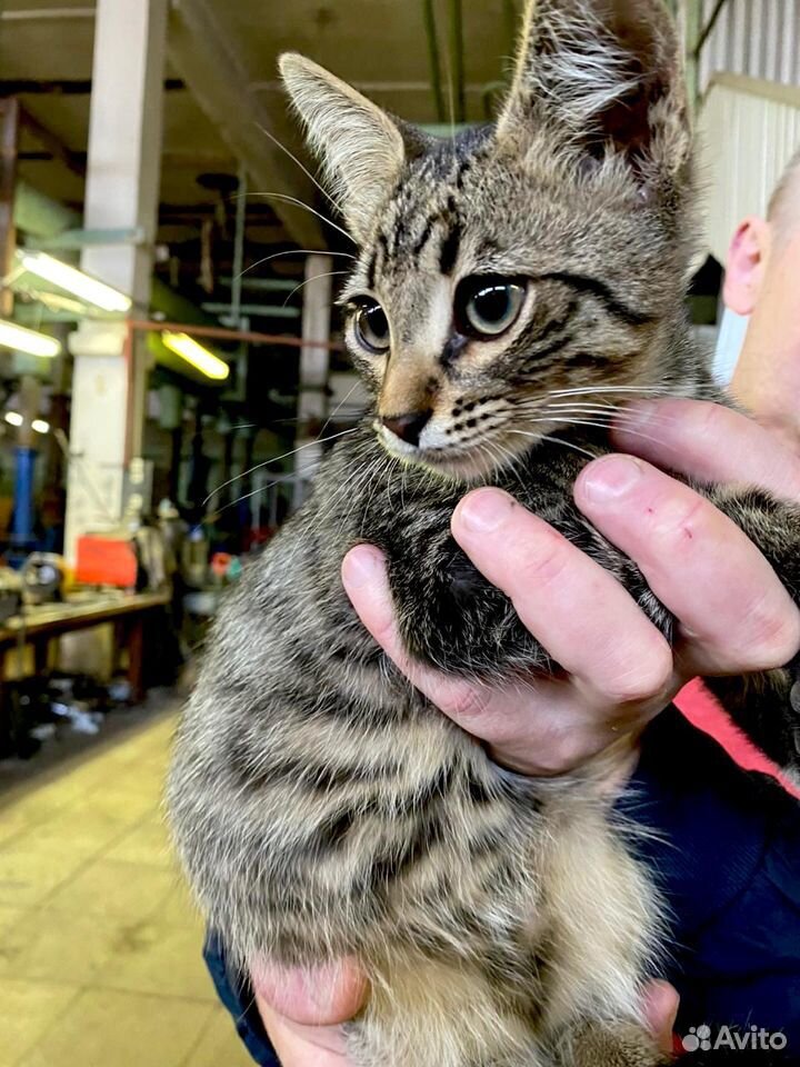Котята из Кардиоцентра раскраса табби 3 месяца