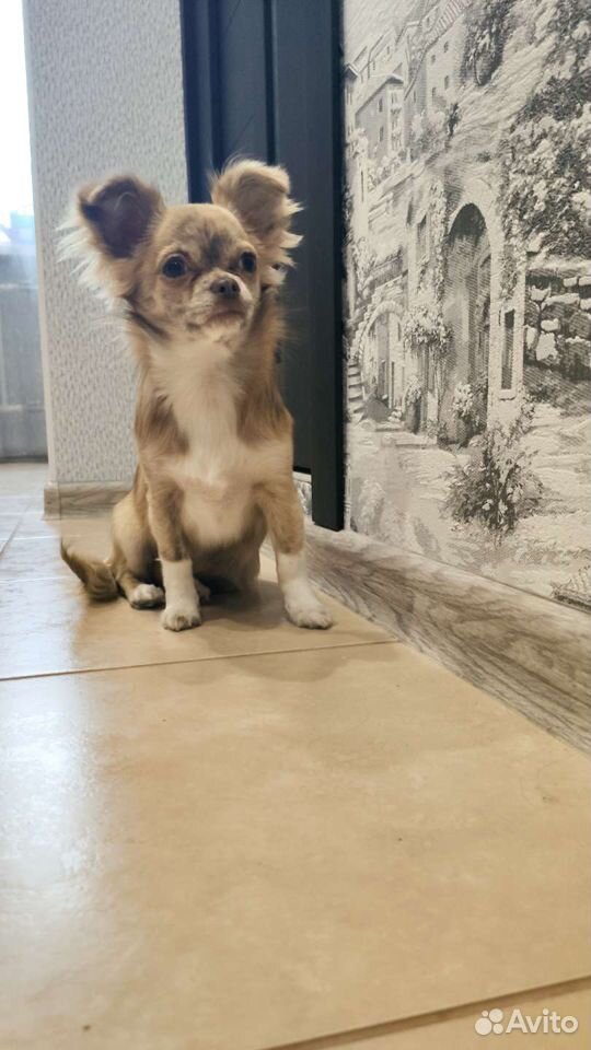 Чихуахуа 6 месяцев