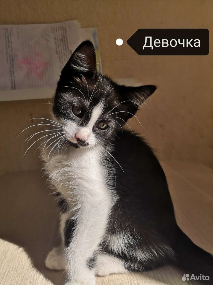 Котенок в добрые руки