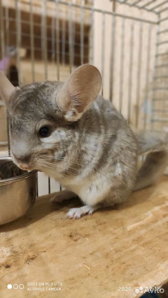 Шиншиллы, девочки