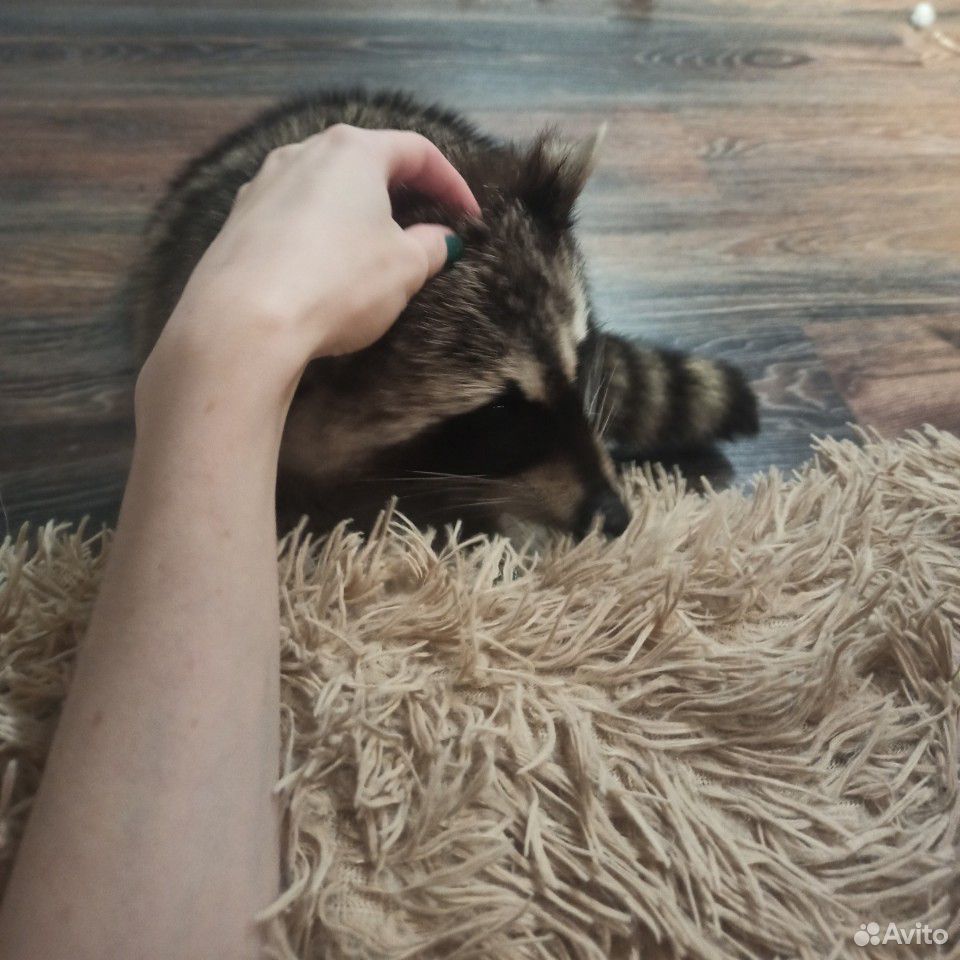 Енот
