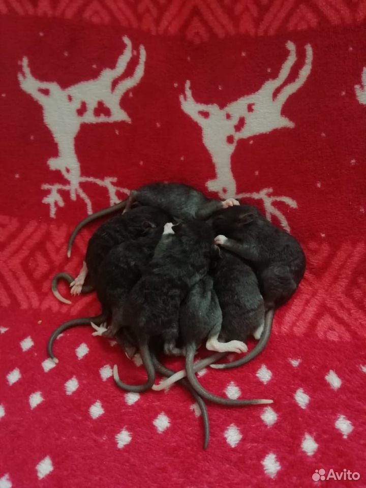 Крысята рекс/дабл рекс