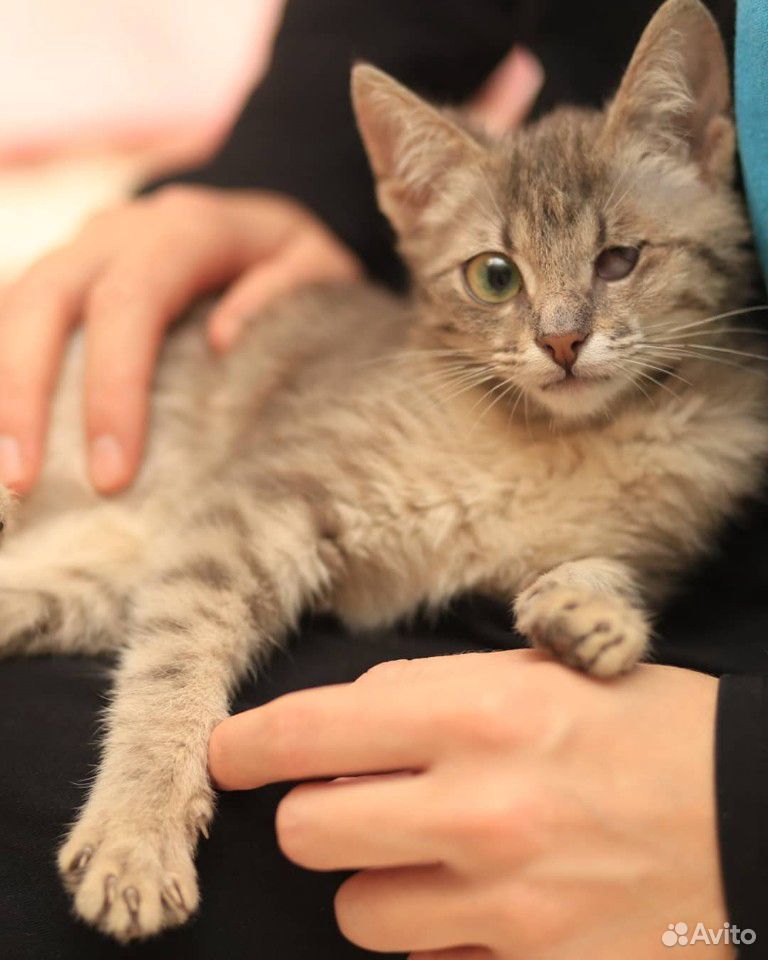 Лучезарная Мусенька в добрые руки