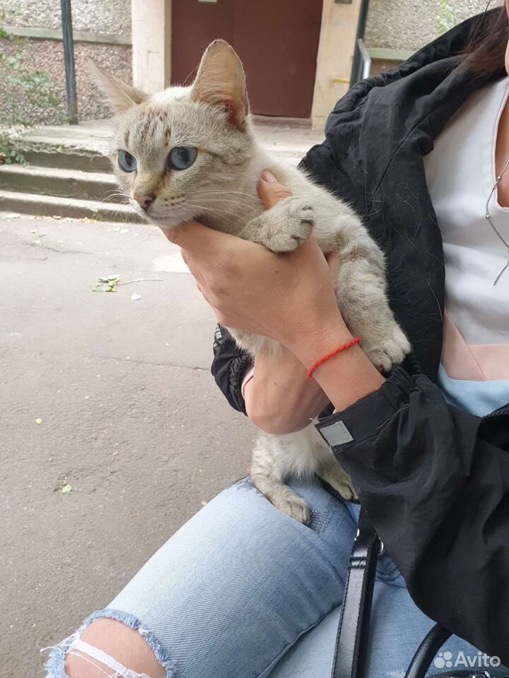 Отдам котика в добрые руки