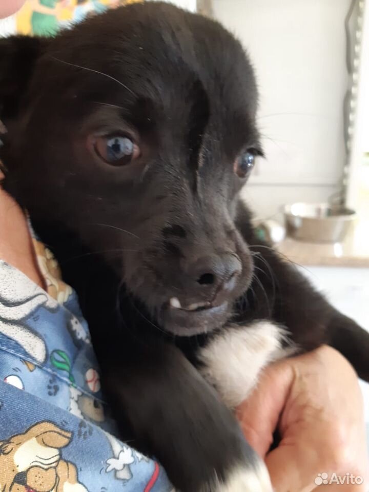 Крошечная Дейзи ищет семью