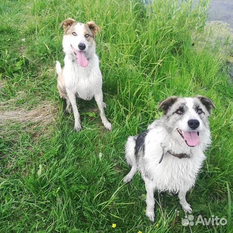 Две очень умные сестрички ищут дом