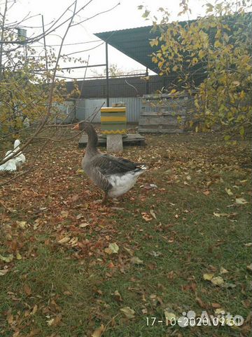 Гусята серый уральский месяц и два мес
