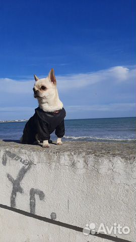 Вязка кобель чихуахуа