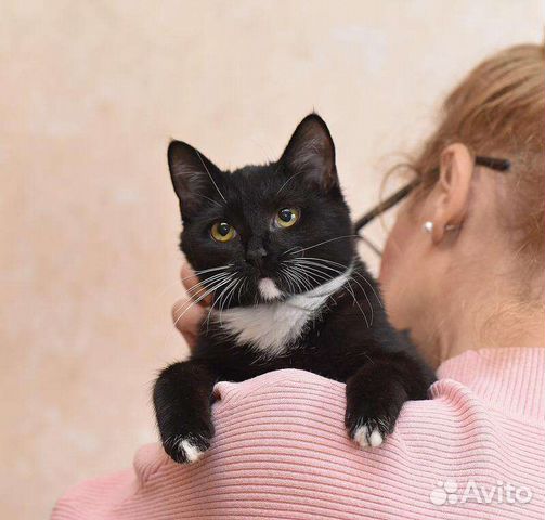 Котенок -девочка в дар