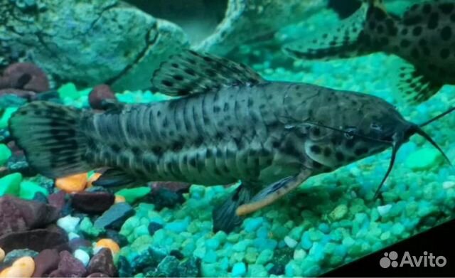 Сомики таракатумы