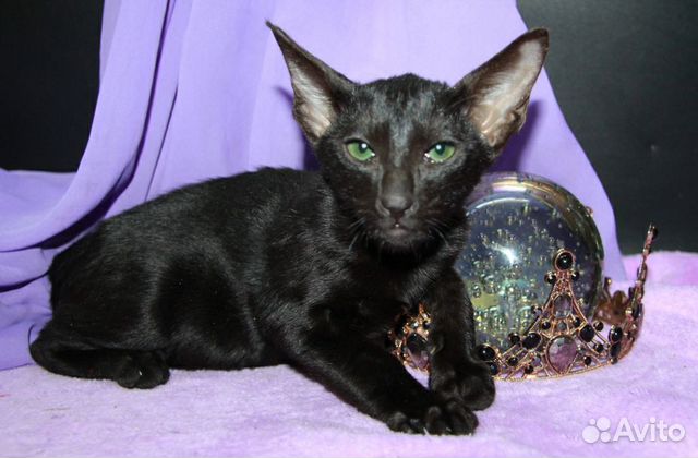 Ориентал кот Эбони
