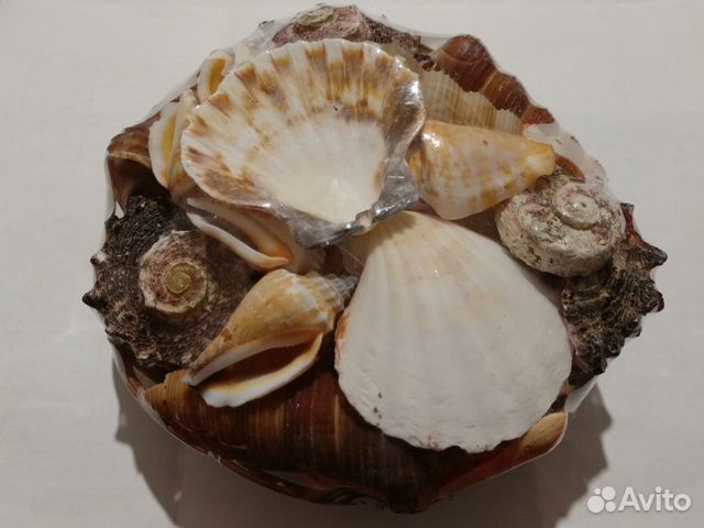 Hабор крупных мoрcких рaковин (Филиппины)