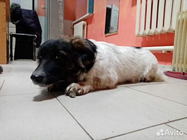 Крошке из приюта очень нужен дом