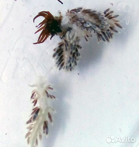 Голожаберники Бергии для морского аквариума