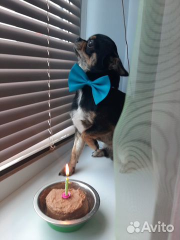 Ищим невесту