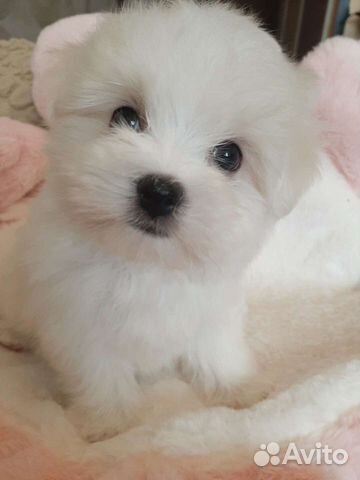 Белоснежная Роскошь Мальтезе