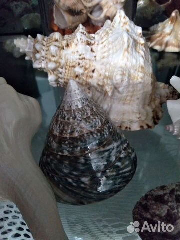 Раковины морские