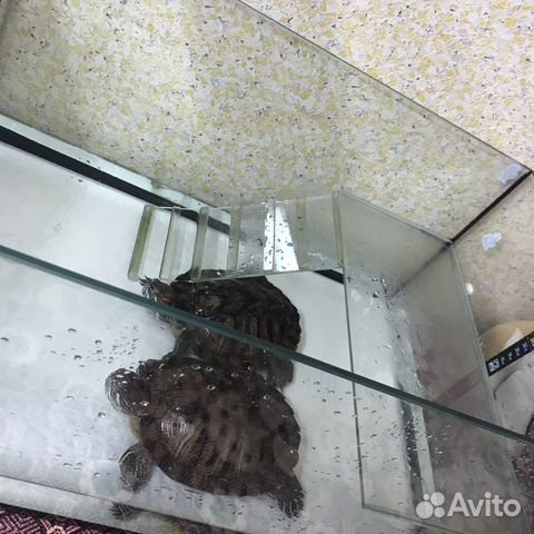 2 красноухие черепахи бесплатно