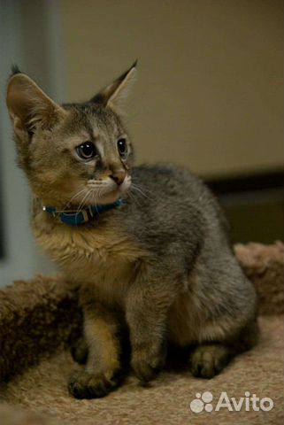 Котик чаузи ф1
