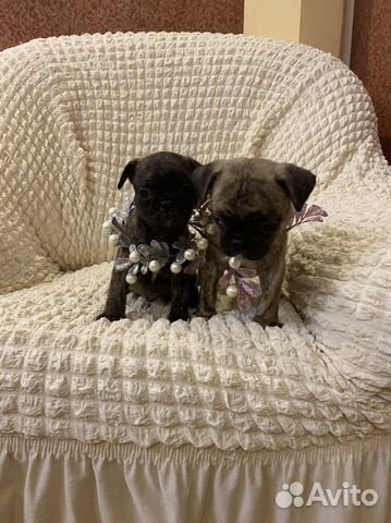 Мопс+французский бульдог