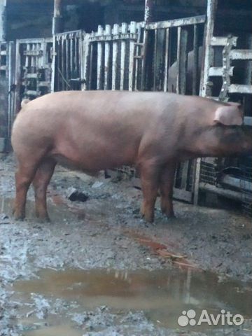 Хрячок, породы дюрок