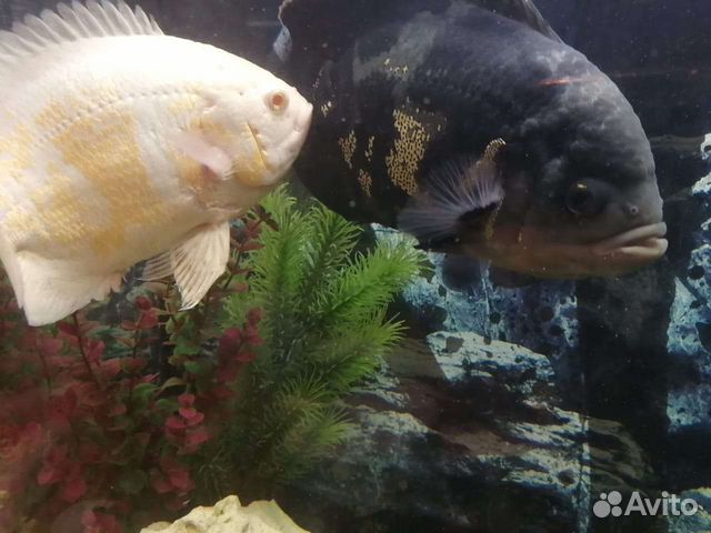 Продам астронотусов