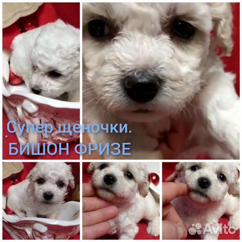 Супер пупер шикарные щенки Бишон Фризе