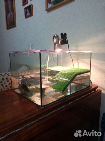 Черепашки красноухие