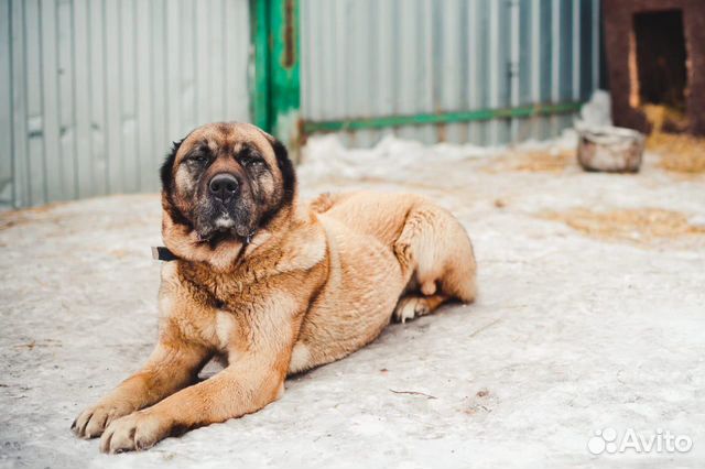 Таша в добрые руки