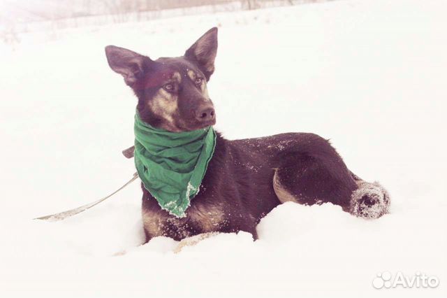 Пёс Лютик ищет дом