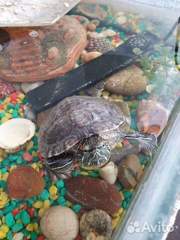 Черепаха красноухая