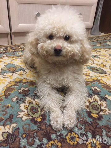 Карликовый пудель на вязку