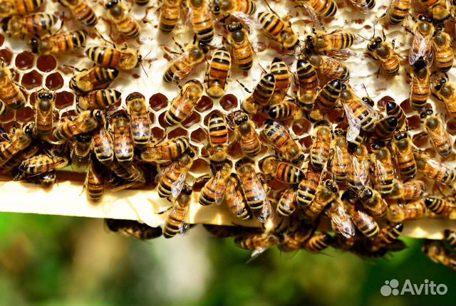 Пчелопакеты пчелосемьи краснодарские