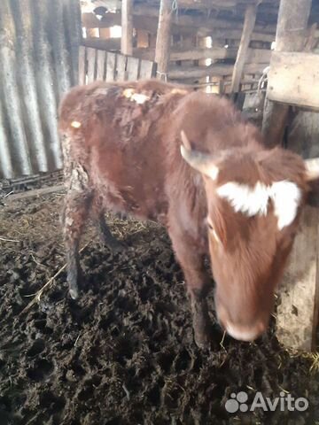 Телки одна стальная 2 полтора года 2 по году