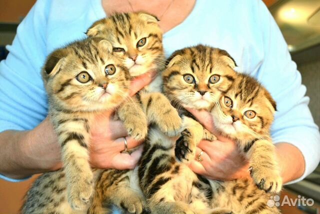 Плюшевые Котята, Шотландские, клубные тигрята