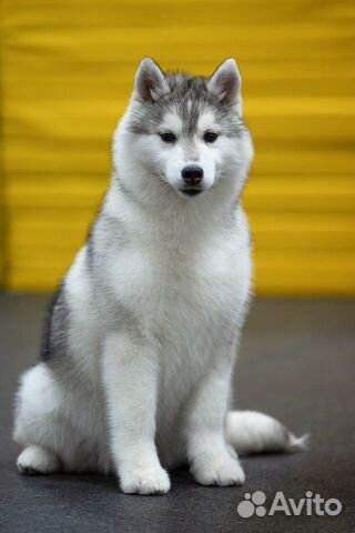 Щенок хаски