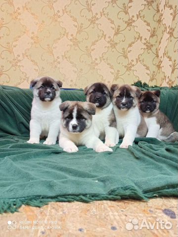 Американки И американцы