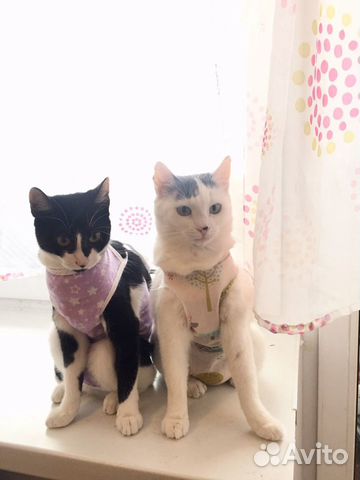 Котеньки ищут дом